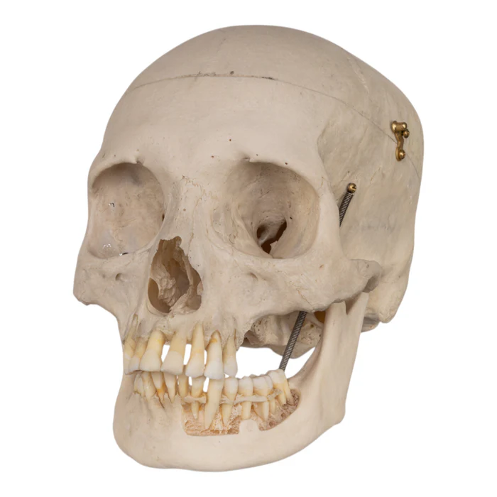 Real Human Skull - Genuine Human Skulls
